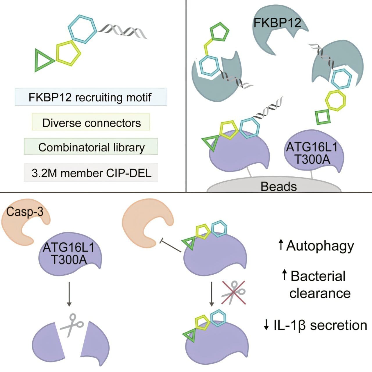 New Approach Targets Disease-Causing Genetic Variants New Approach Targets Disease-Causing Genetic Variants