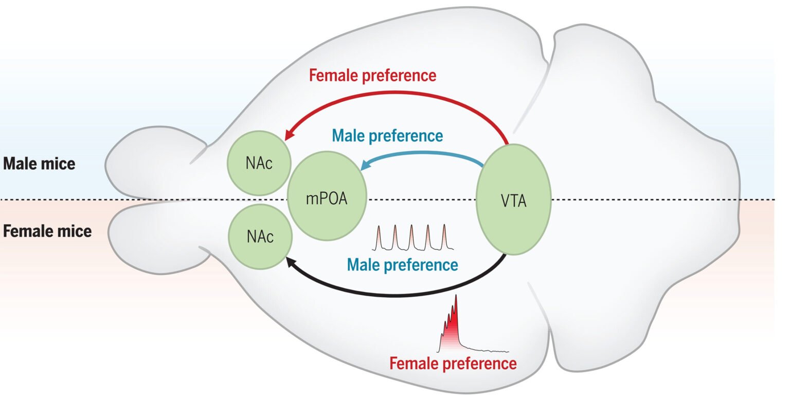 Sexually Dimorphic Dopaminergic Circuits Determine Sex Preference And