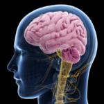 Human-Specific Genes Drive Brain Evolution, Study Finds