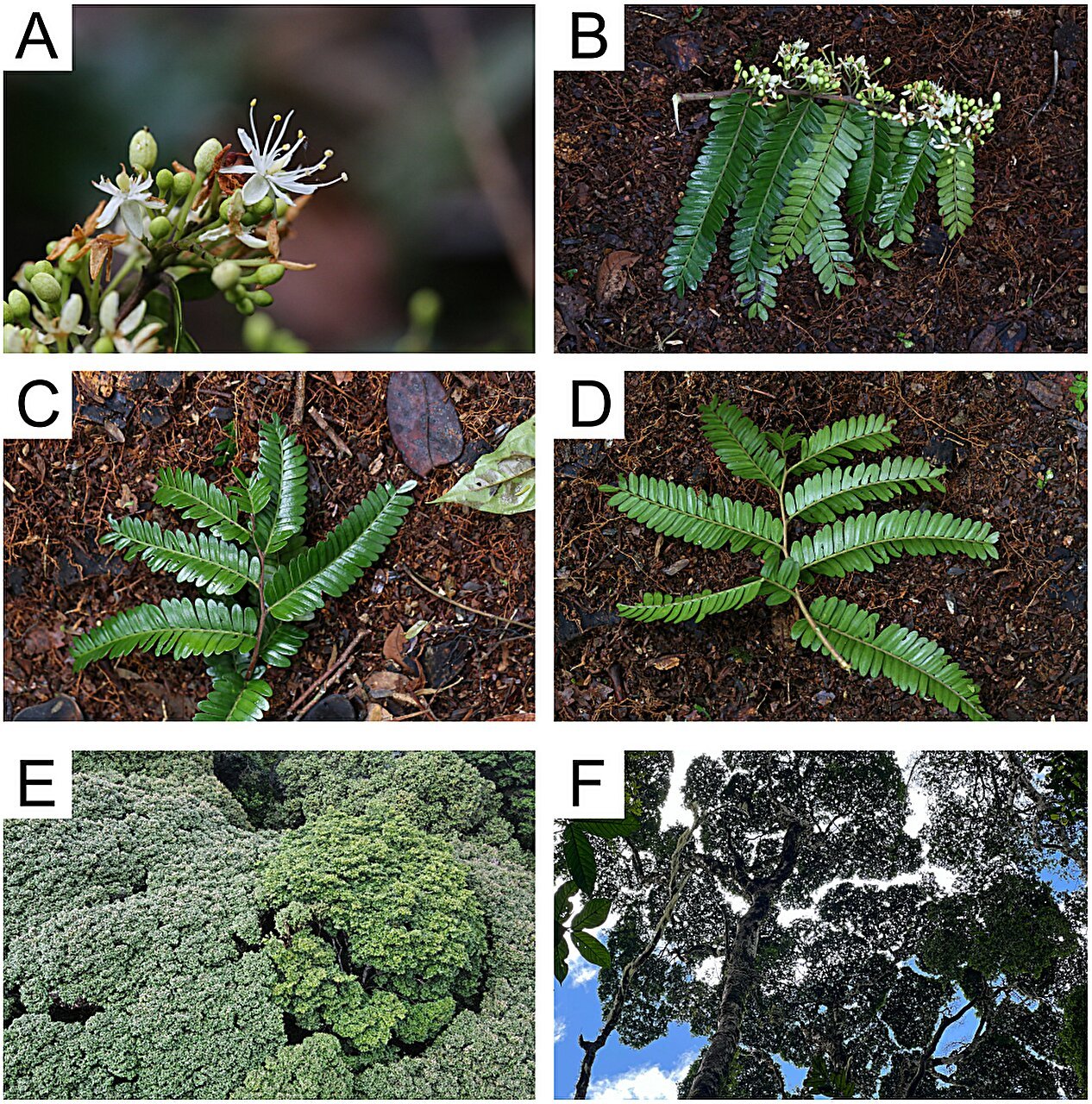 Scientists Discover a Majestic New Tree Species in Tanzania