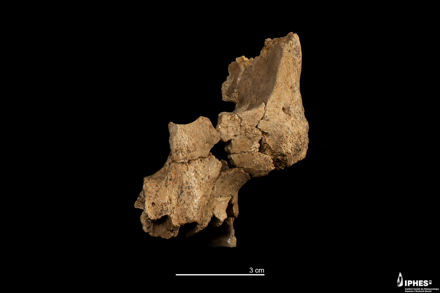 1.4 Million-Year-Old Human Fossil Found in Atapuerca, Spain
