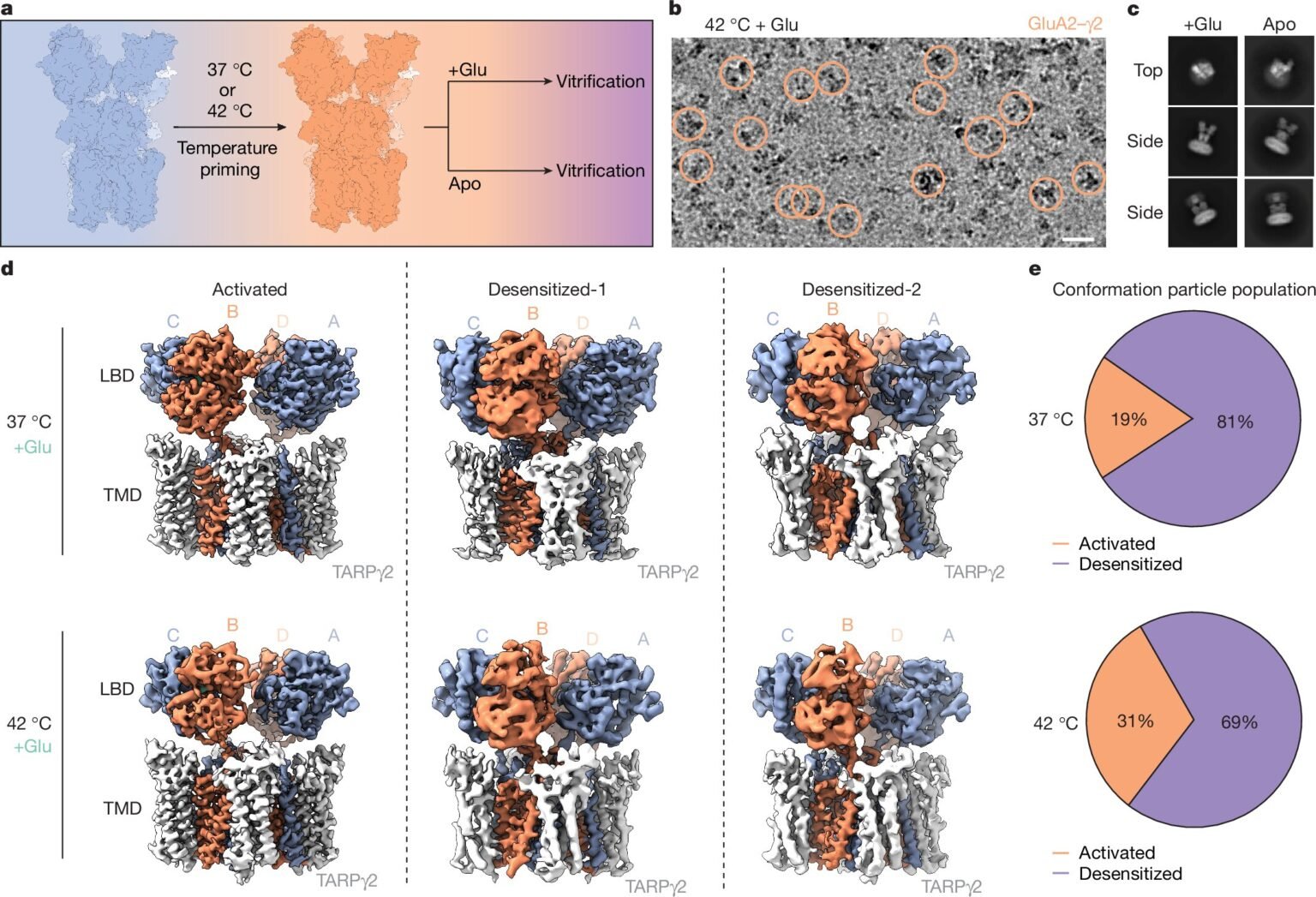 Cryo-EM Reveals How Glutamate Activates AMPA Receptors