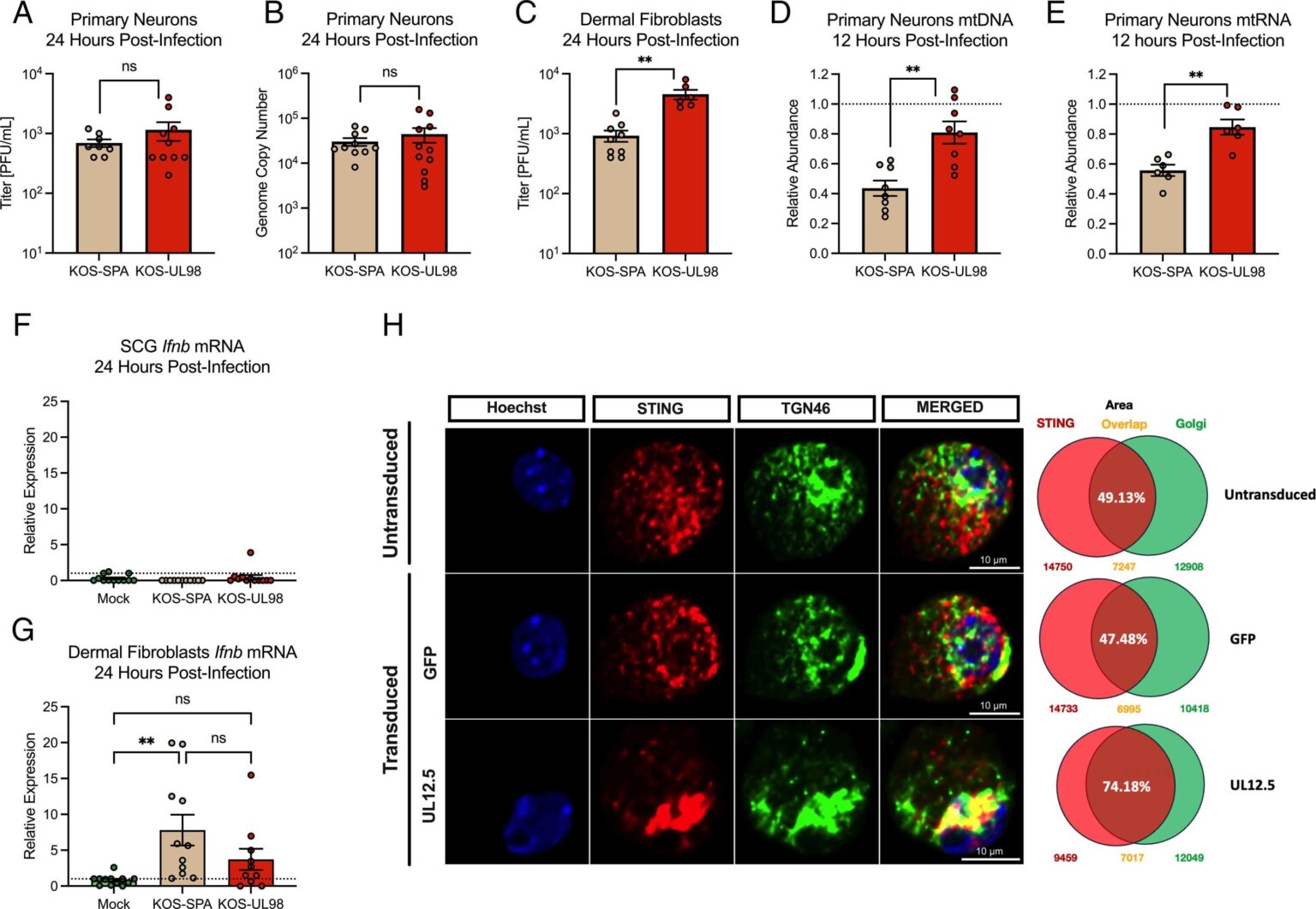 Study Reveals How Herpes Virus Uses Immune Response to Reactivate