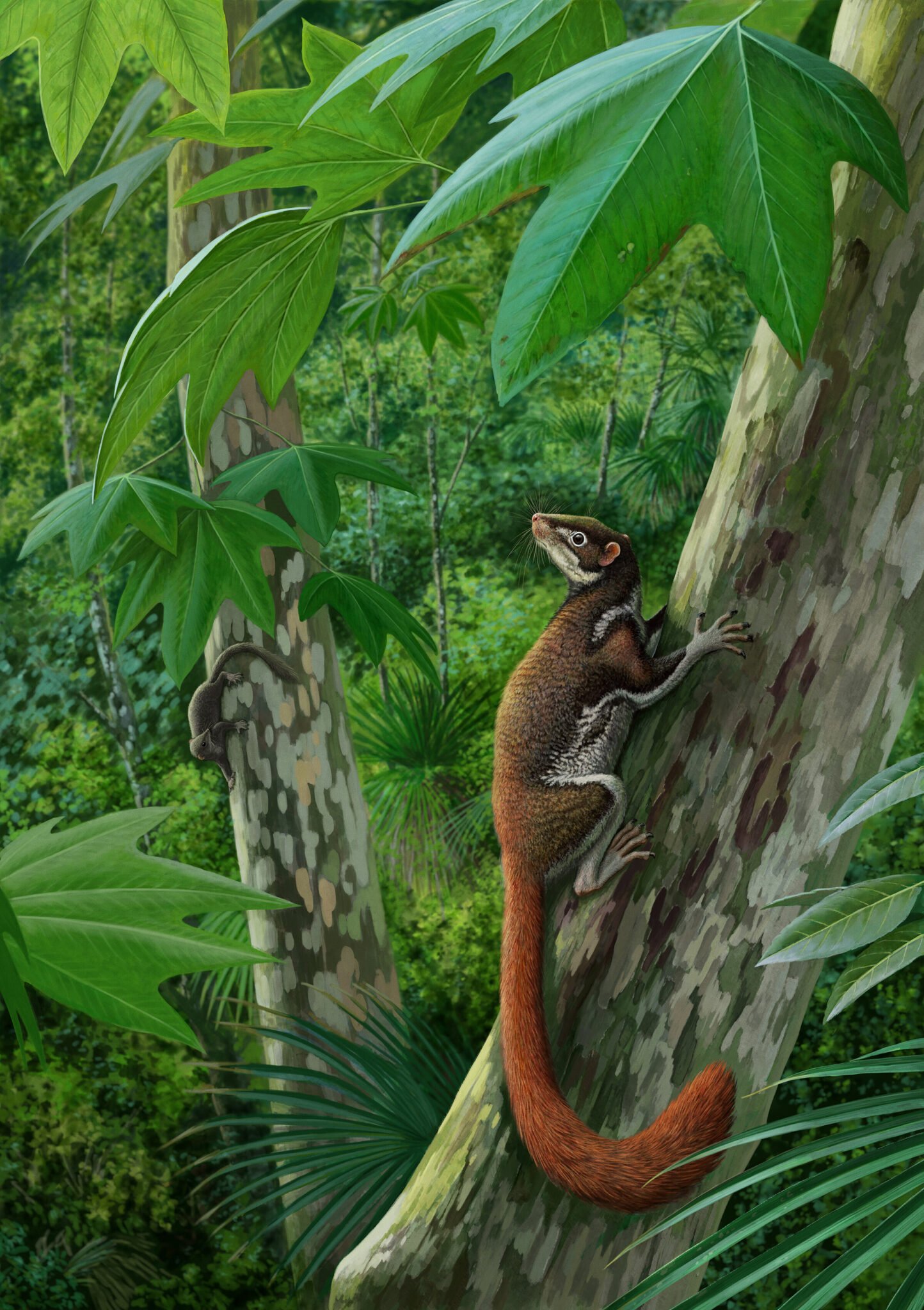 Complete Skeleton Solves 140-Year-Old Mystery of Mixodectes pungens