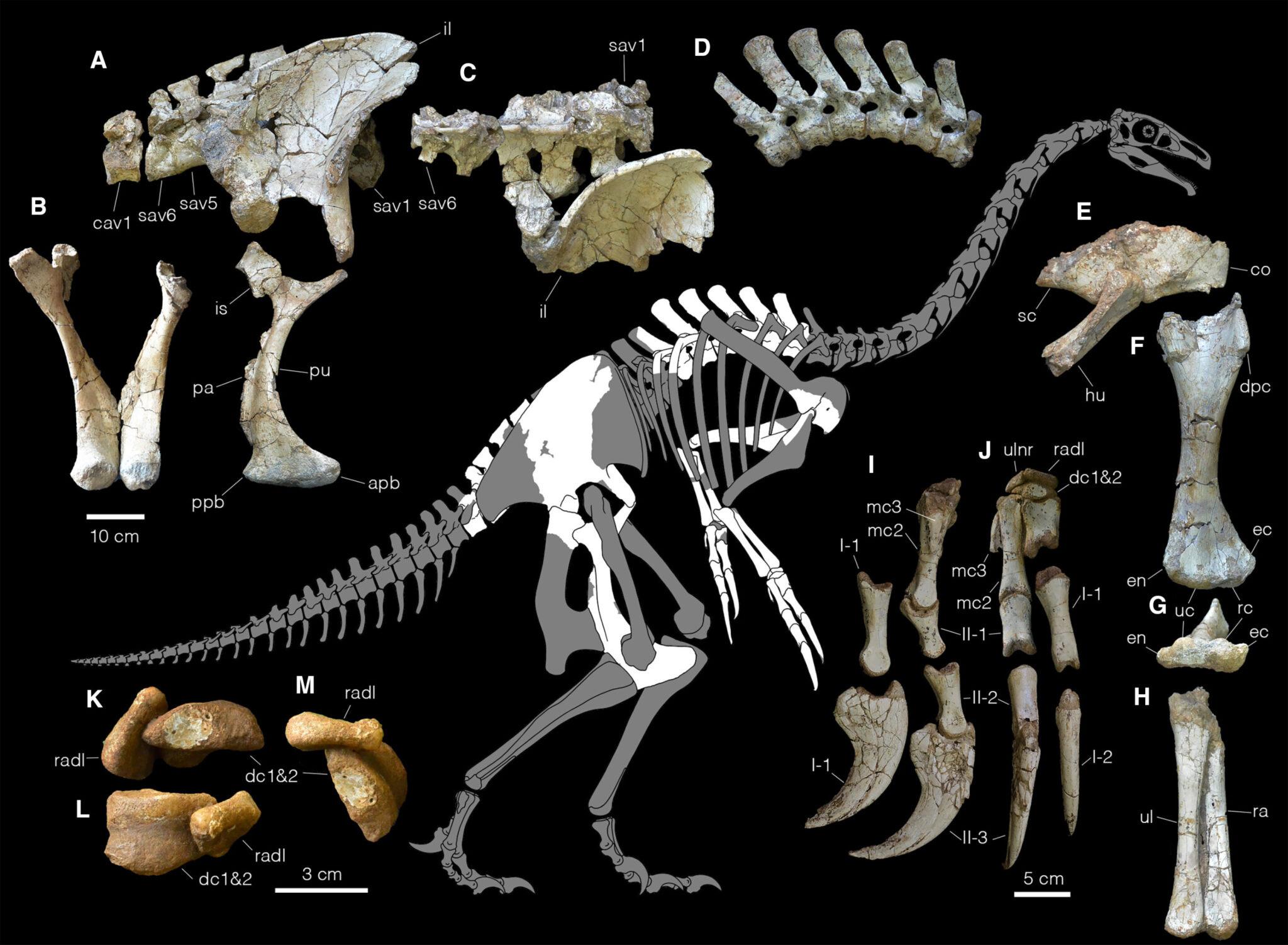 New Two-Clawed Therizinosaur Discovered in Mongolia