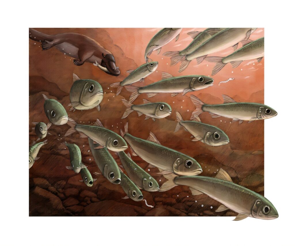 15-Million-Year-Old Fish Fossil Reveals Stunning Details of Ancient ...