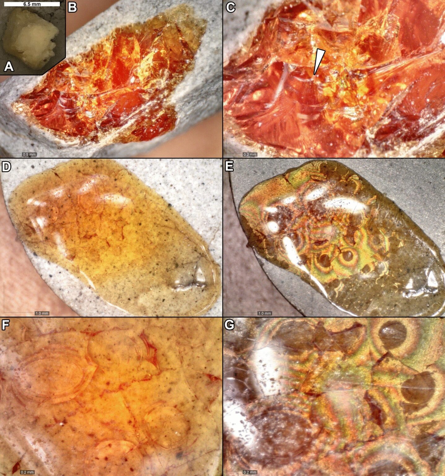 Unlocking the Secrets of Amber: Scientists Recreate Fossilized Tree ...