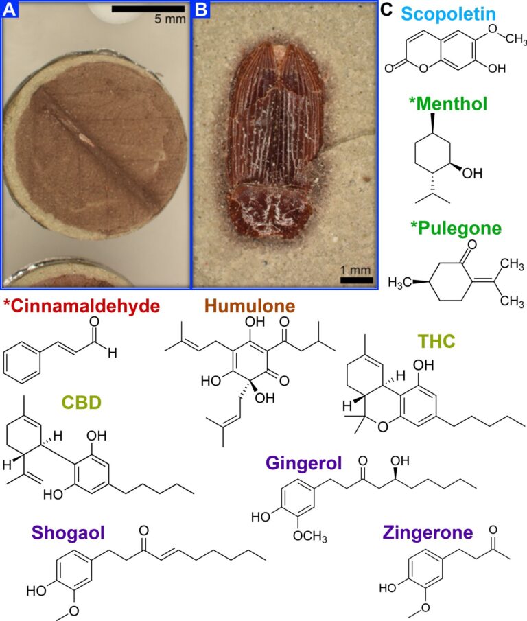 Unlocking the Secrets of Amber: Scientists Recreate Fossilized Tree ...