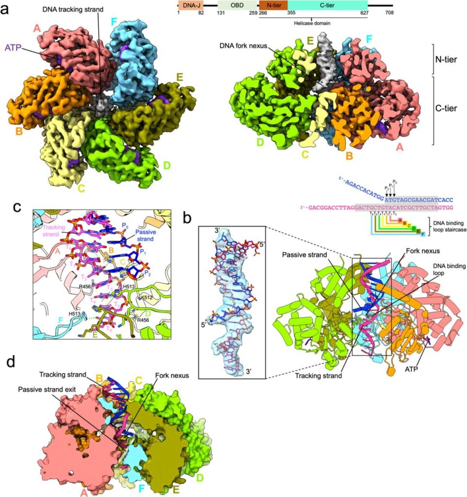 Scientists Witness the Exact Moment DNA Unwinds—Revealing the ...