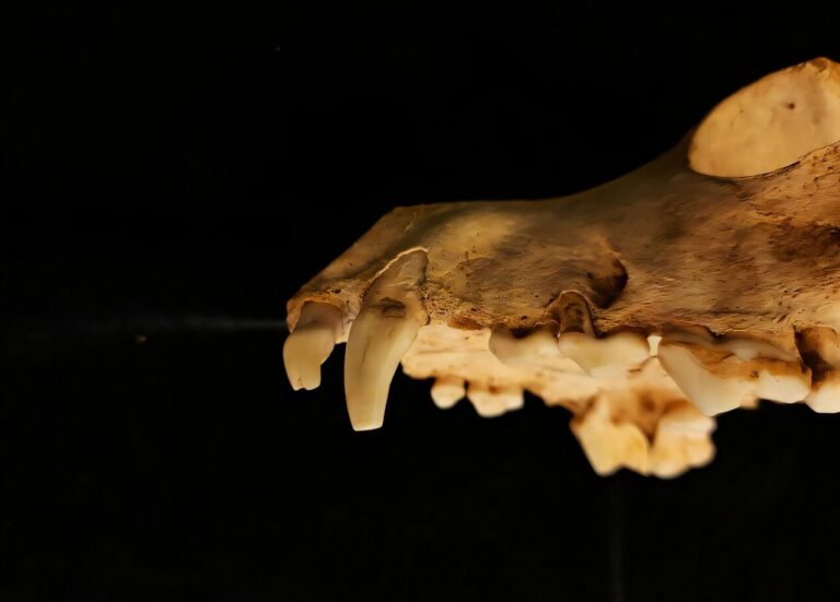 Unraveling the Mystery of the Nescot Ritual Shaft: Dogs, Sacrifice, and ...