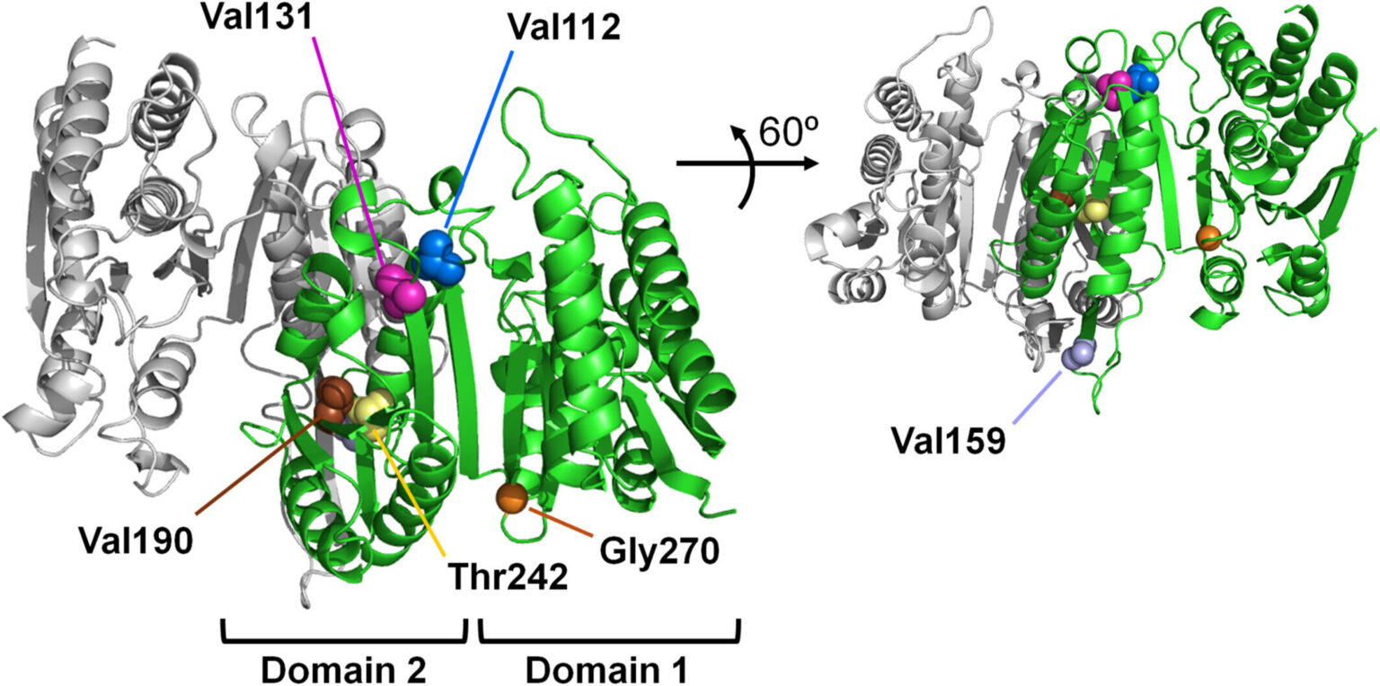 The Evolution of Enzymes: Adapting to Temperature Over Billions of Years