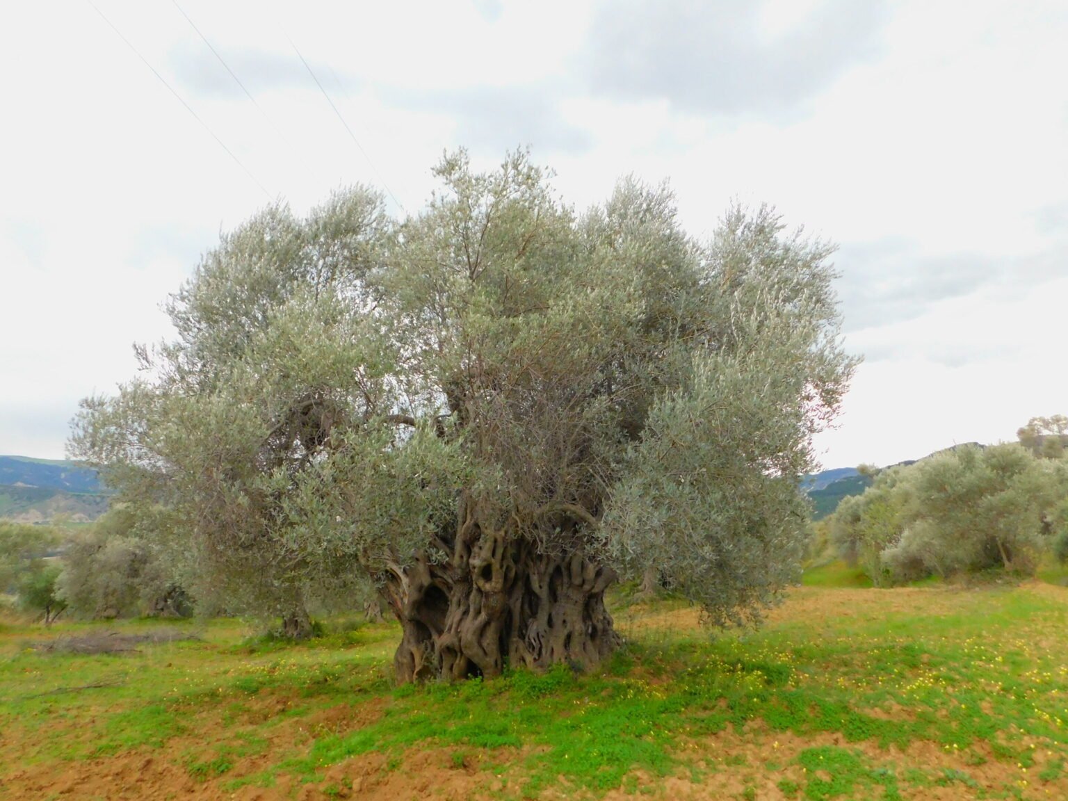 The Remarkable Journey of the Olive Tree: A 3,700-Year Legacy of Human ...