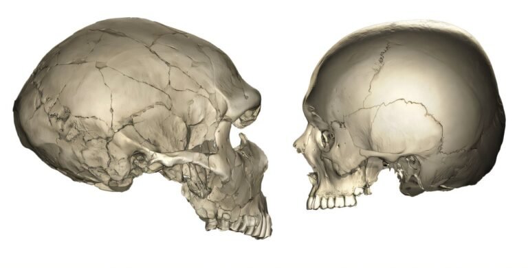 The Evolution of the Human Face: Why It Became Smaller and More Delicate