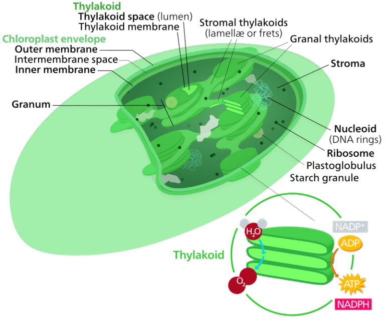 What is a Chloroplast? The Complete Guide to Nature’s Solar Powerhouse