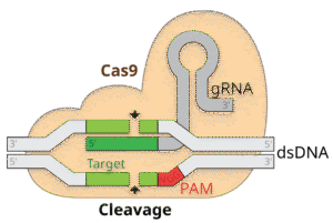 Human Cells Form Living Bots That Heal and Reverse Their Age
