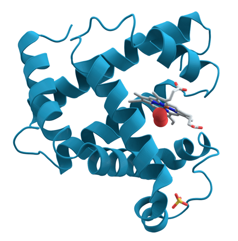 What is a Protein? Exploring Its Structure, Function, and Importance in ...