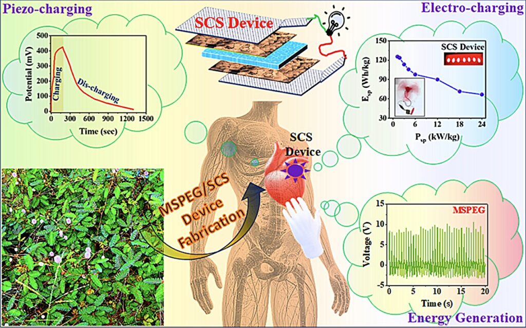 Indian Scientists Develop Bioelectric Generator from Edible Seeds