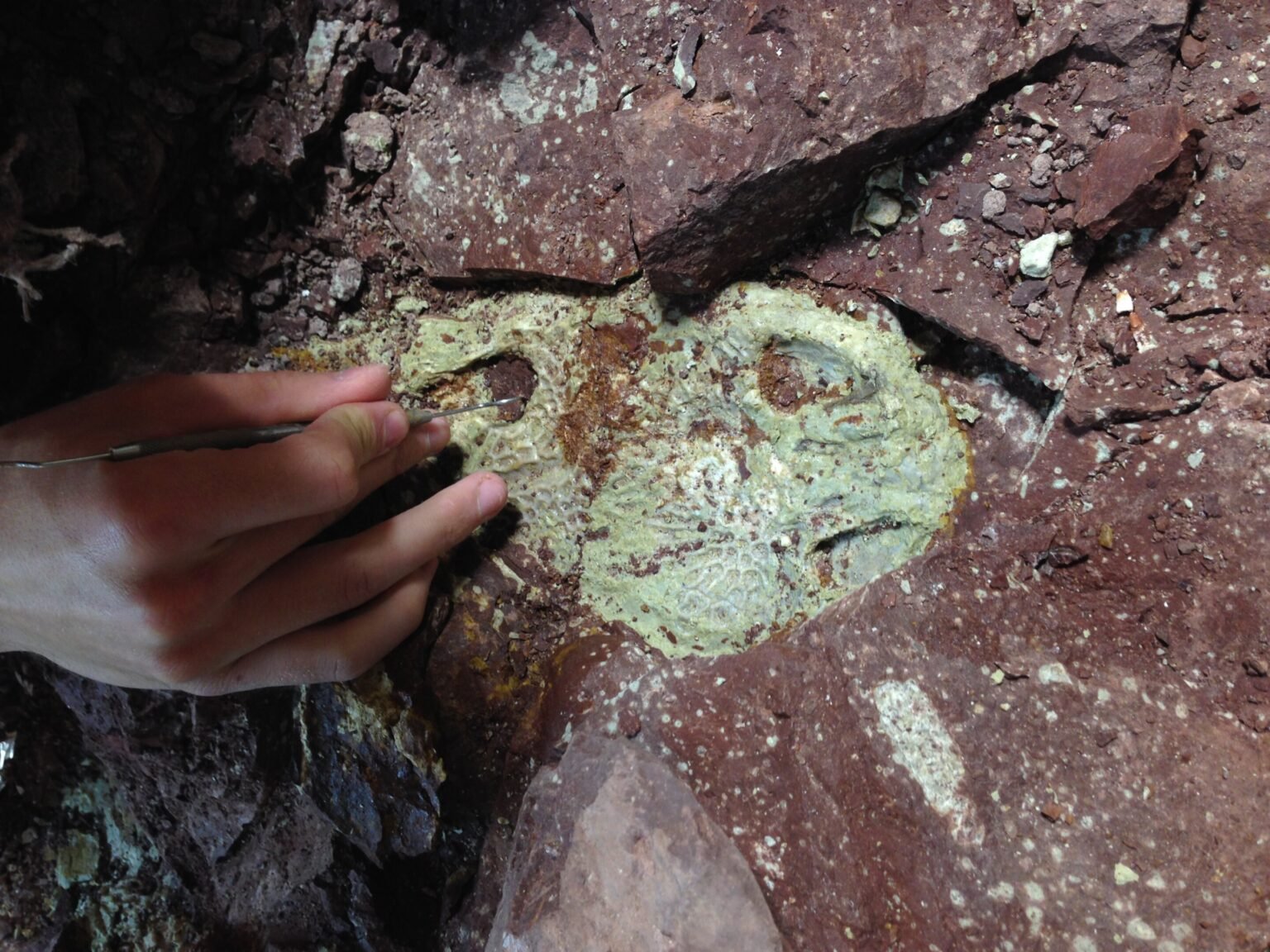 The Mysterious Death of Metoposaurid Amphibians 230 Million Years Ago