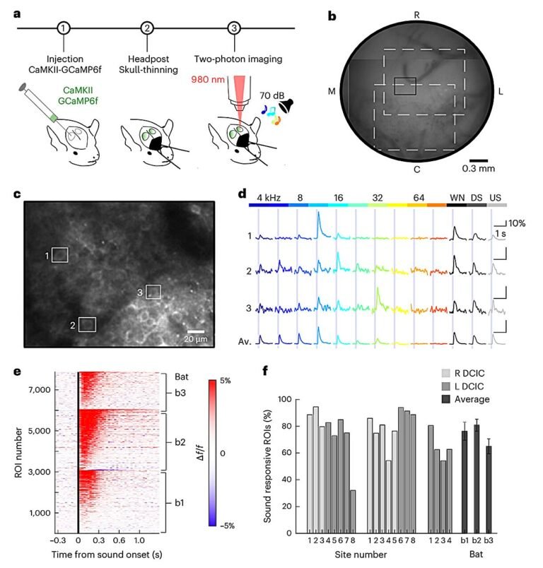 Ears of Instinct: How Bats Categorize Sound in the Blink of a Wingbeat