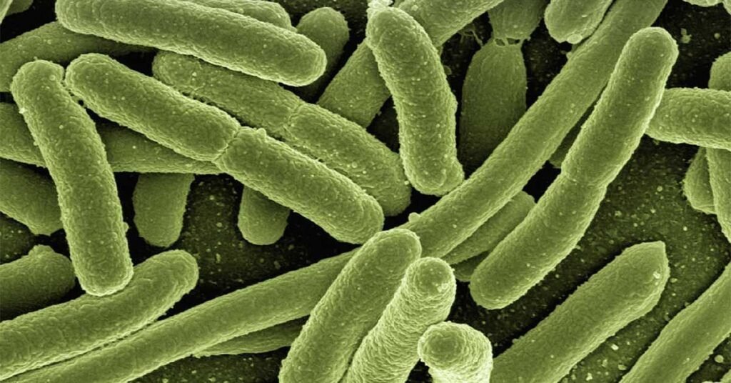 Asgard Archaea: Ancient Microbes and the Hidden Origins of Complex Life