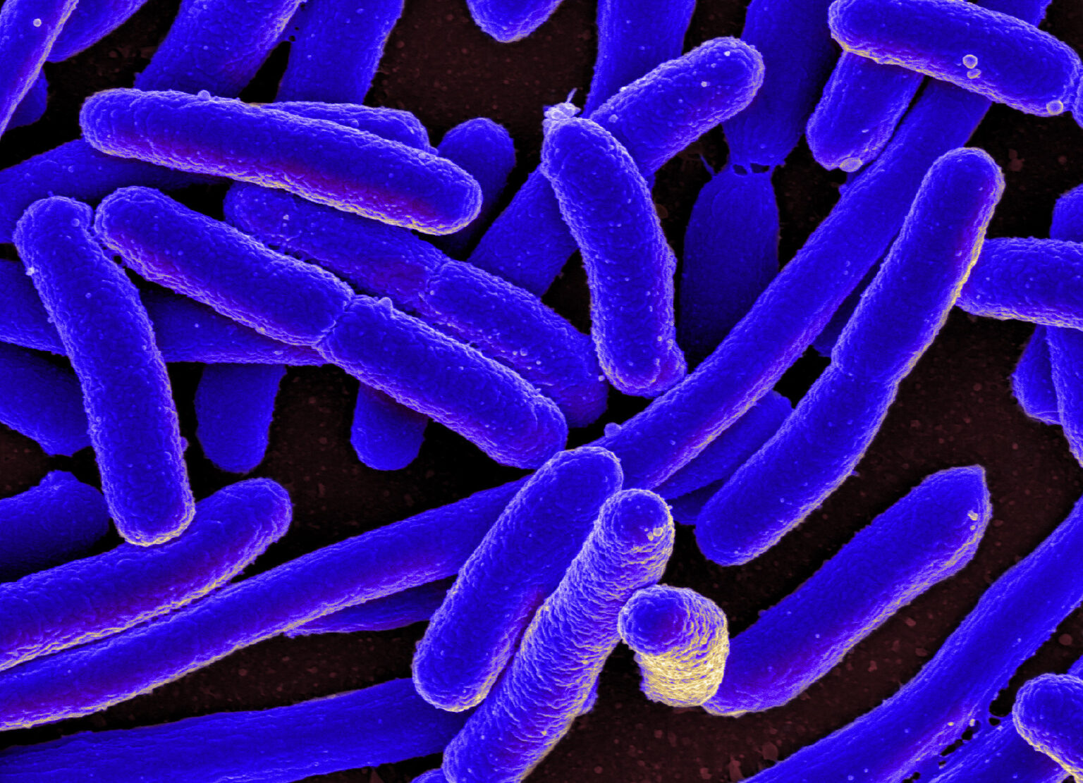 What is an Organism? A Complete Guide to the Building Blocks of Life