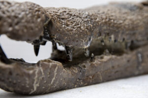 Ancient Crocodilians Survived Mass Extinctions Through Flexible Diets
