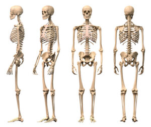 What is the Human Skeleton? Anatomy, Functions, and Fascinating Facts