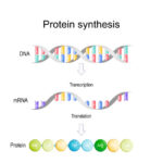 What is Protein Synthesis? Understanding the Essential Process Behind ...