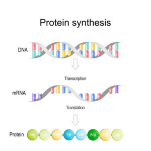 What is Protein Synthesis? Understanding the Essential Process Behind ...