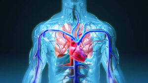 What is the Circulatory System? Functions, Parts, and Flow Explained