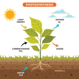 What is Photosynthesis and Why is it Important?