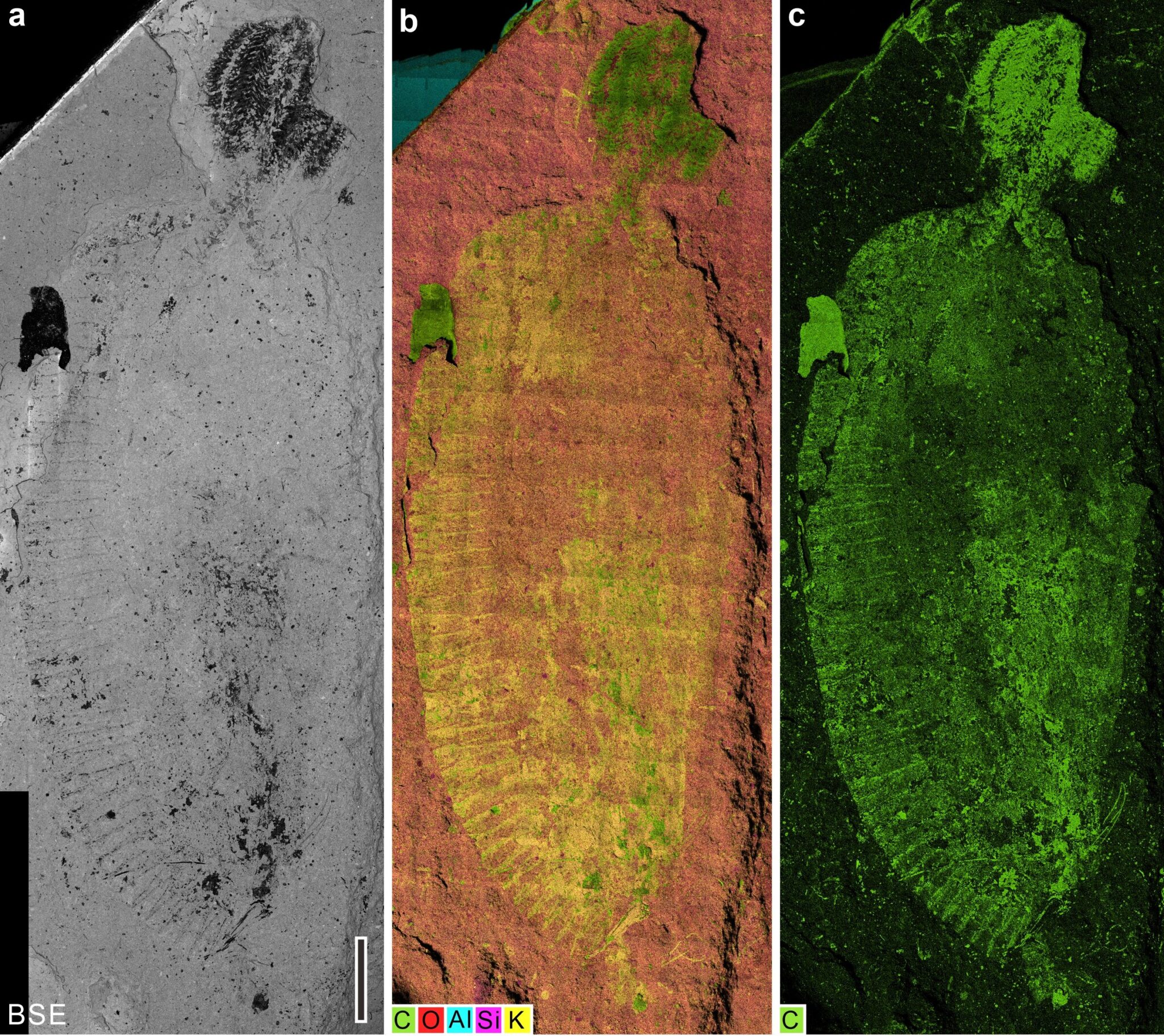 160-Million-Year-Old Worm Fossil Bridges Evolutionary Gap in Parasites