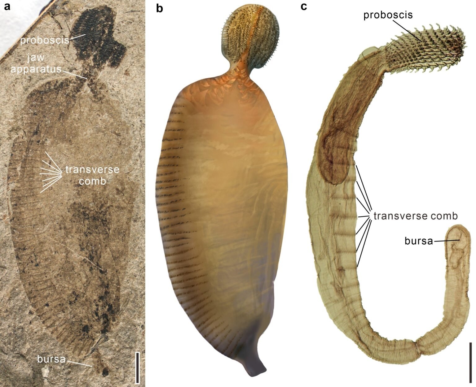 160-Million-Year-Old Worm Fossil Bridges Evolutionary Gap in Parasites
