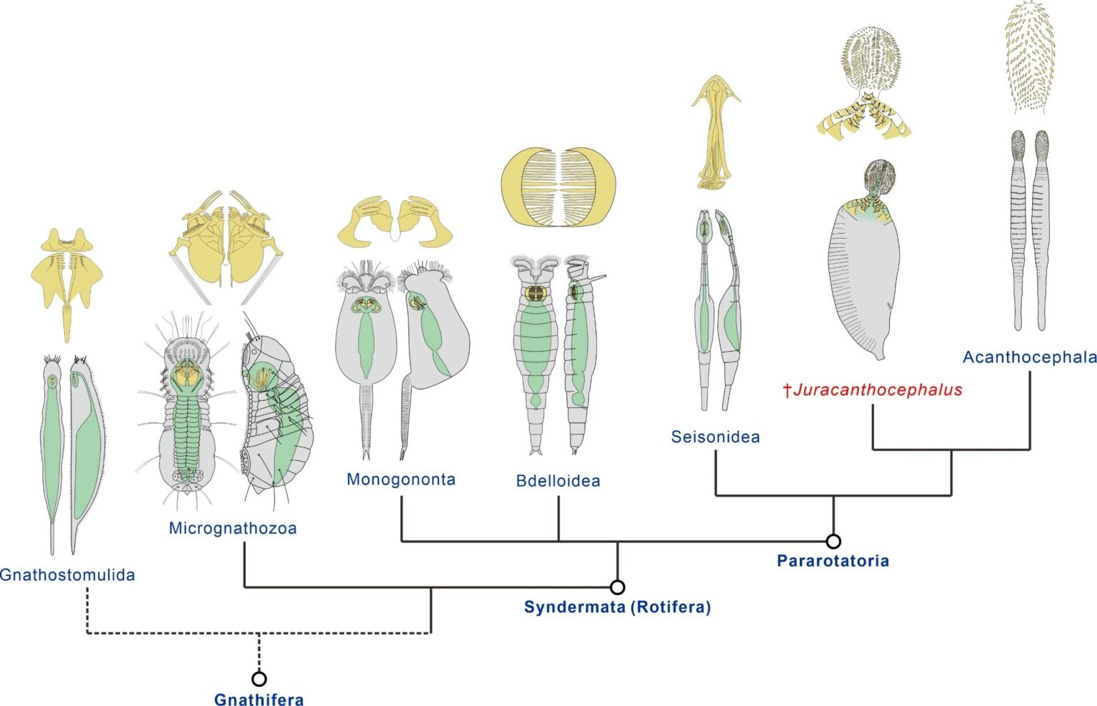 160-Million-Year-Old Worm Fossil Bridges Evolutionary Gap in Parasites