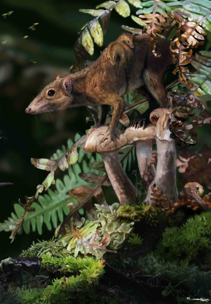 Mammals Were Terrestrial Before the Asteroid, New Study Reveals