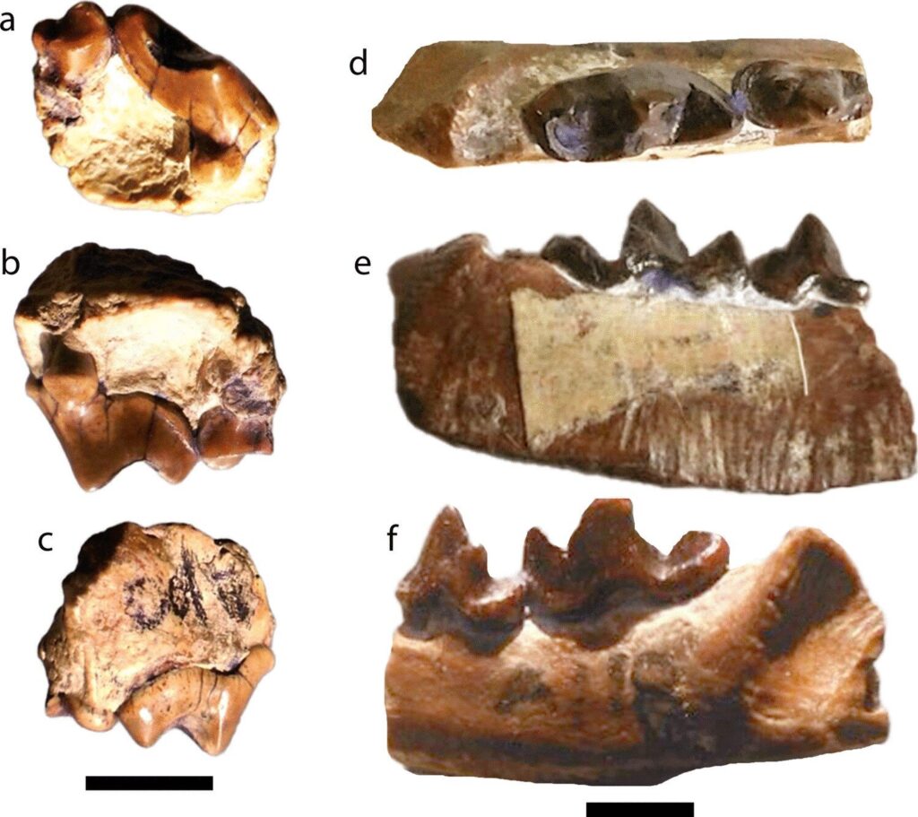 New Carnivorous Mammal Fossils Discovered in the Siwaliks of the Himalayas