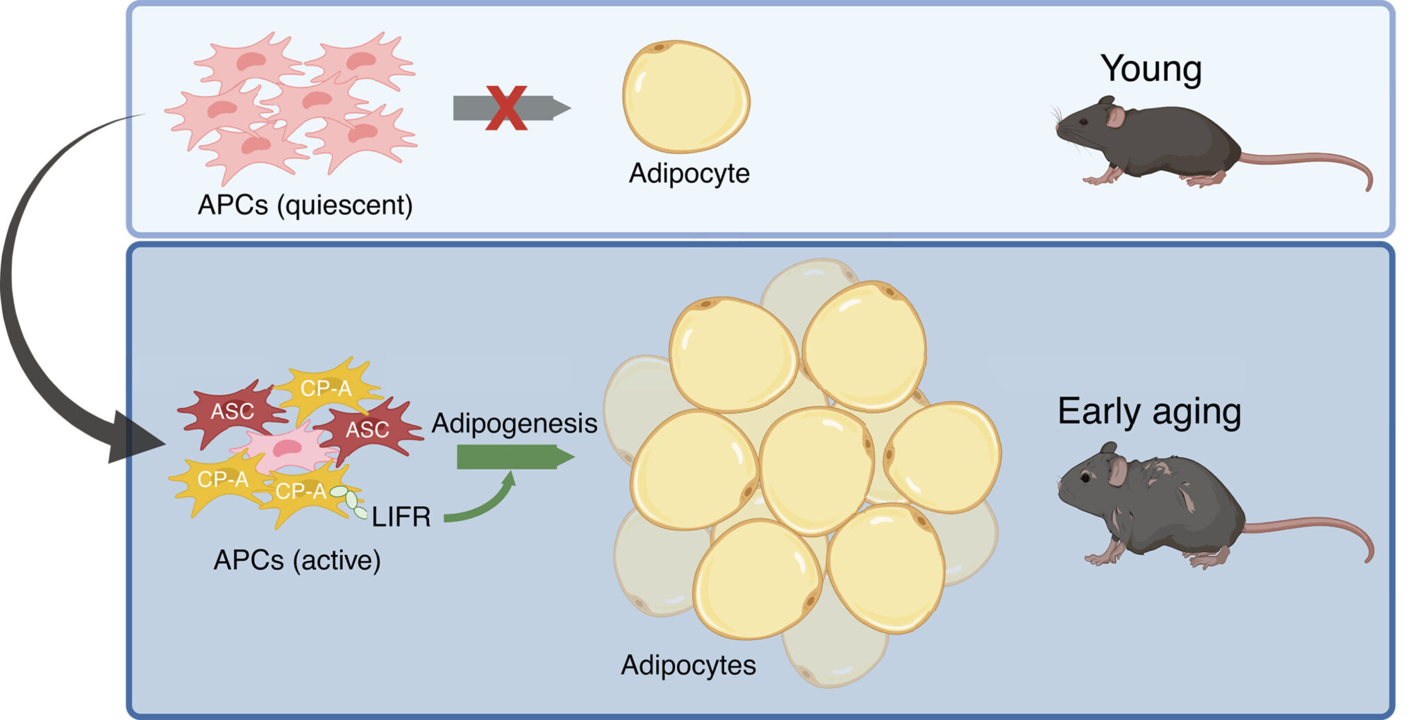 The Cellular Secret Behind Middle-Age Belly Fat