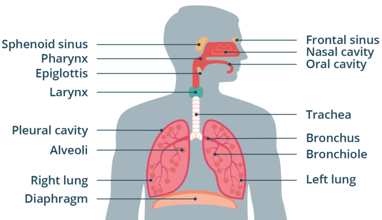 What is the Respiratory System? Function, Anatomy, and Health Benefits