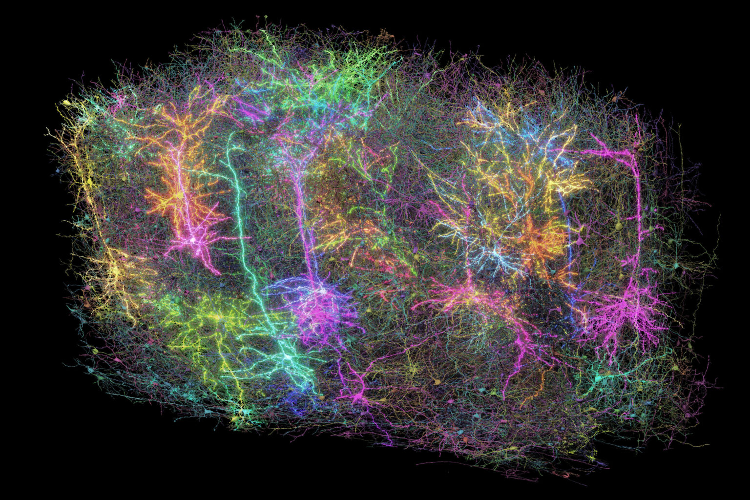 Scientists Map 84,000 Neurons in Mouse Brain