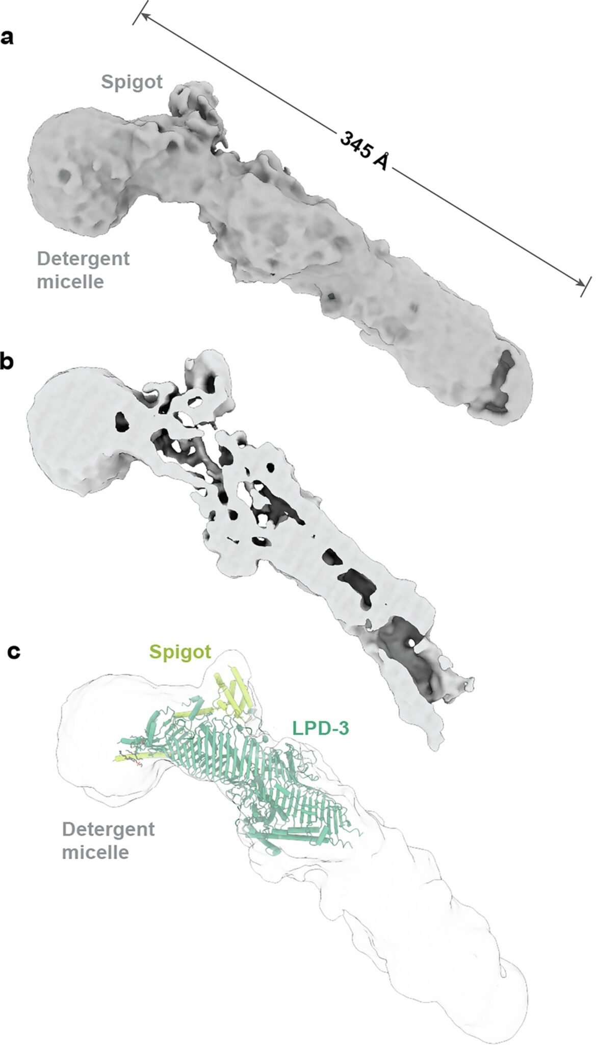 Scientists Reveal Structure of LPD-3, a Giant Protein Tunnel for Lipid ...