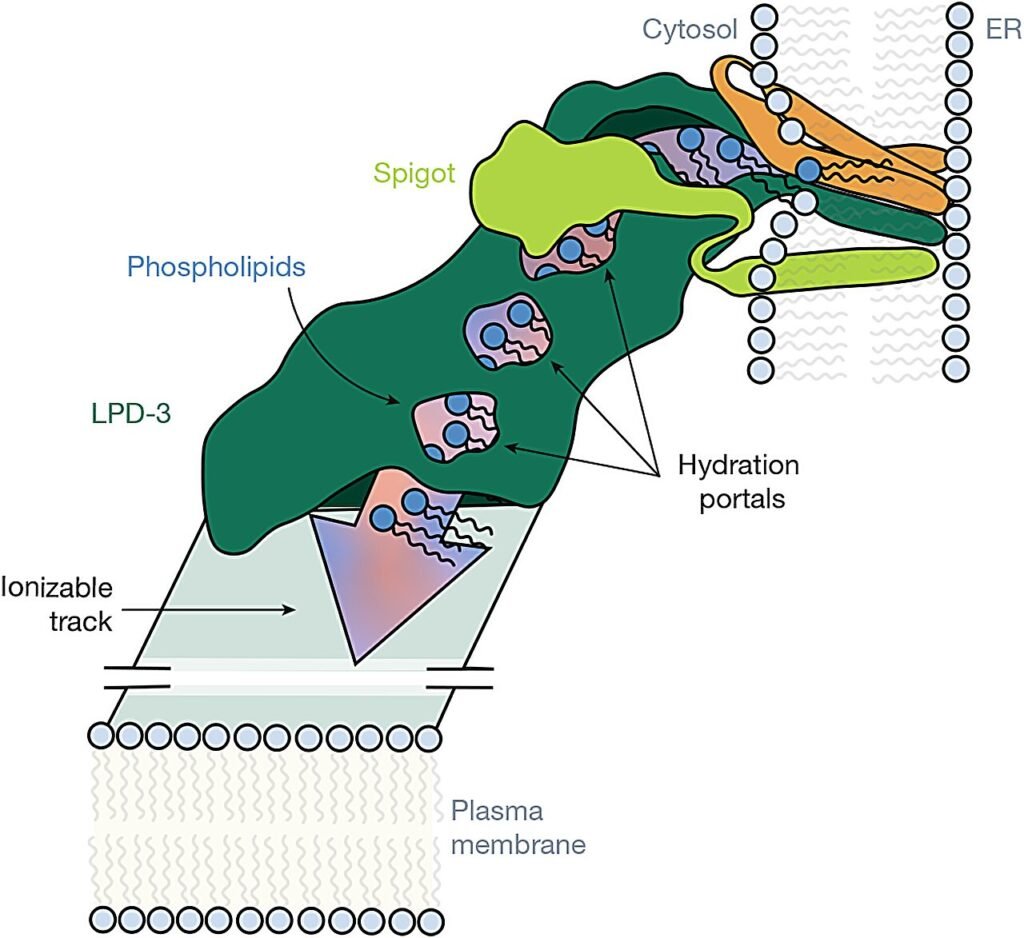 Scientists Reveal Structure of LPD-3, a Giant Protein Tunnel for Lipid ...