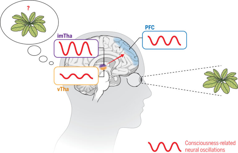 Deep Brain Regions Found to Initiate Conscious Perception