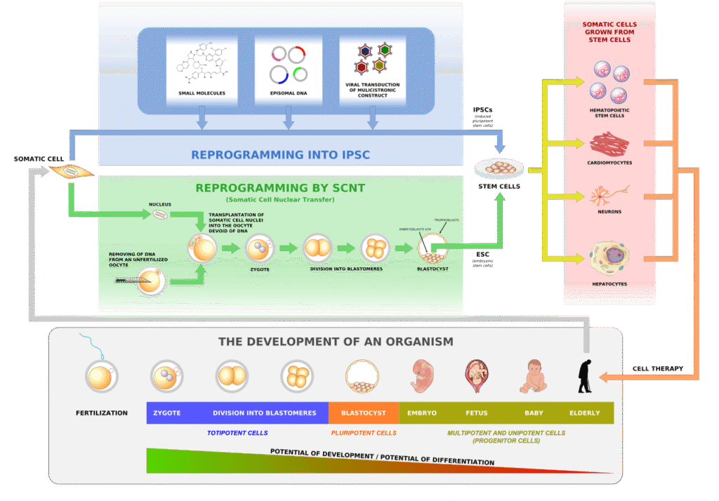 The Ethics of Human Cloning: What Does Medical Science Say?