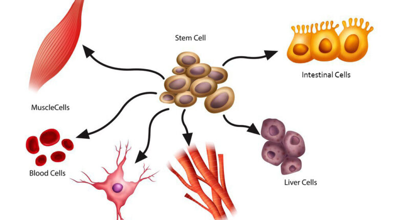 Stem Cells: The Hope and Hype in Medicine
