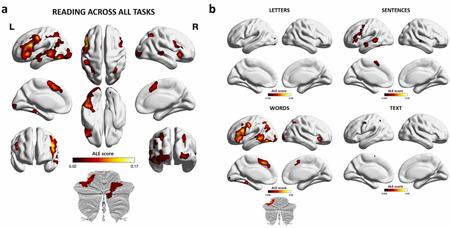 Unlocking the Reading Brain: How Our Minds Decipher Written Language