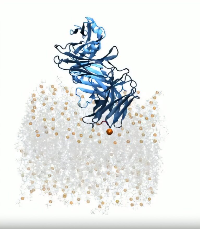 Cracking the Lipid Code: How Antibodies Use Fat to Fight HIV