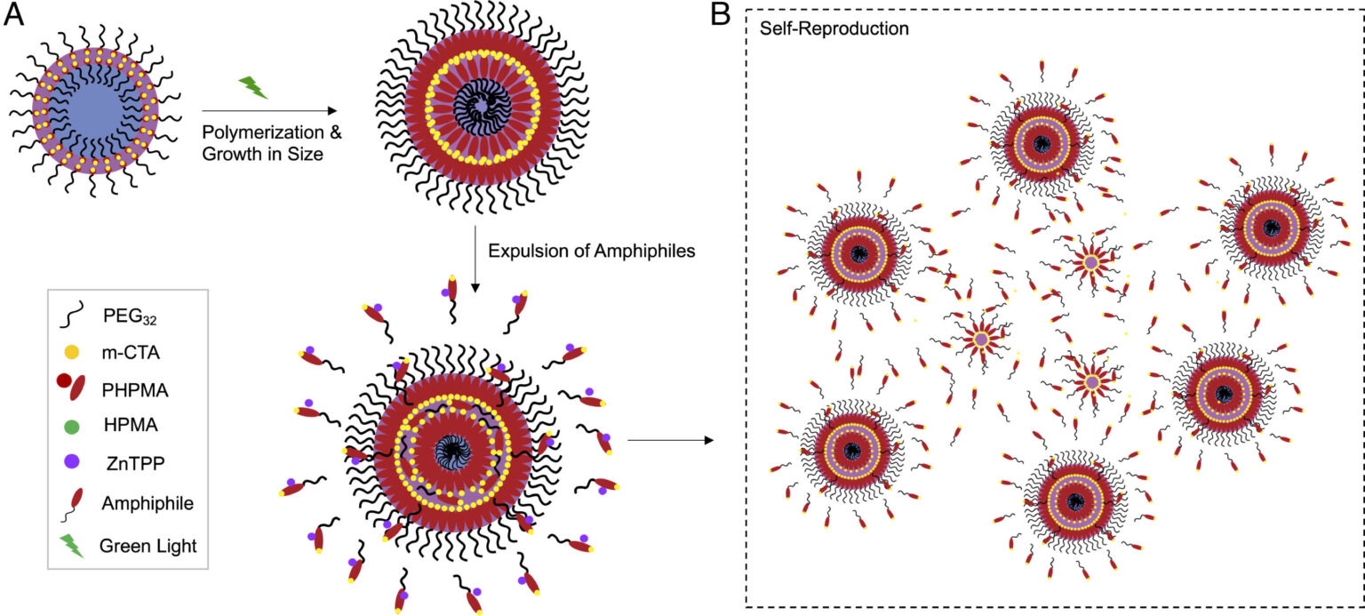 Life Without Life: Scientists Build Self-Reproducing Synthetic Cells ...