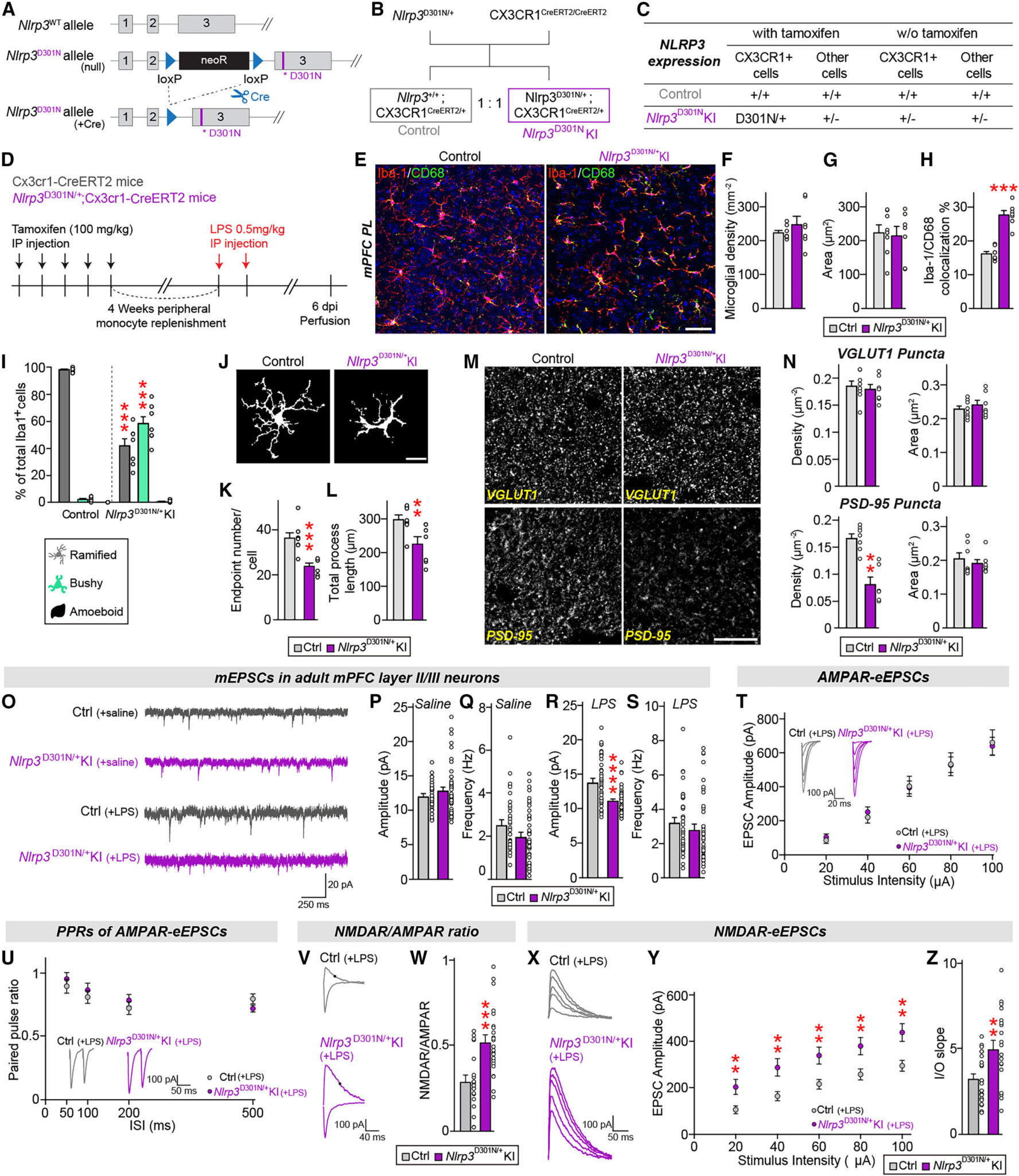 Scientists Uncover How Brain Inflammation Triggers Repetitive Behaviors ...