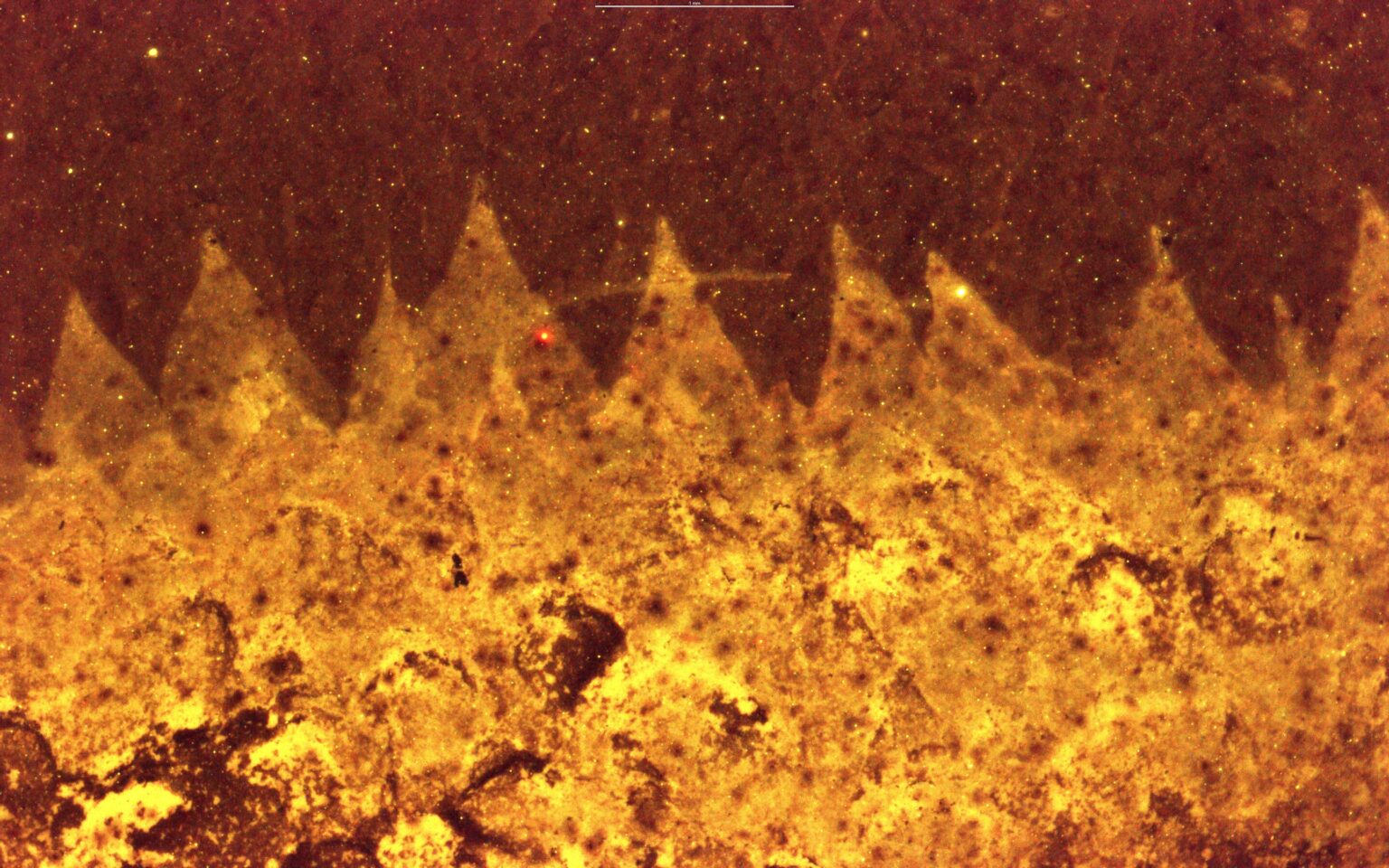 Evolutionary Twist: Spiny Fossil ‘Shishania’ Revealed as Sponge ...