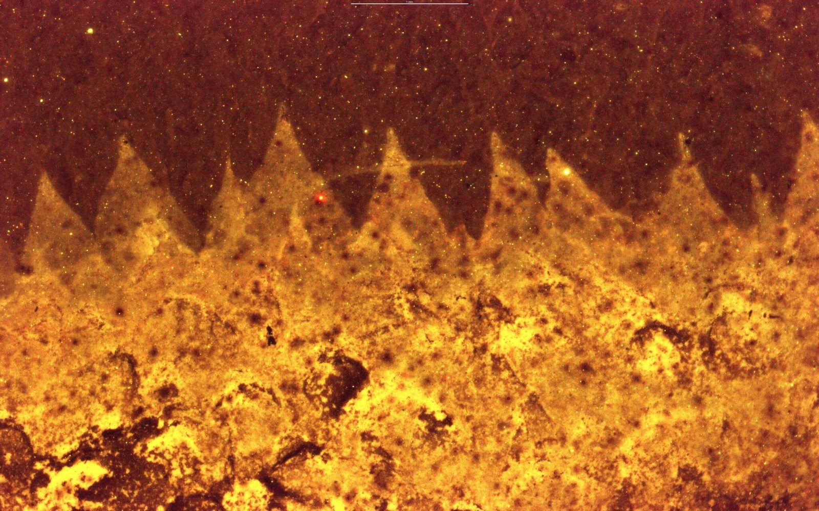 Evolutionary Twist: Spiny Fossil ‘Shishania’ Revealed as Sponge ...